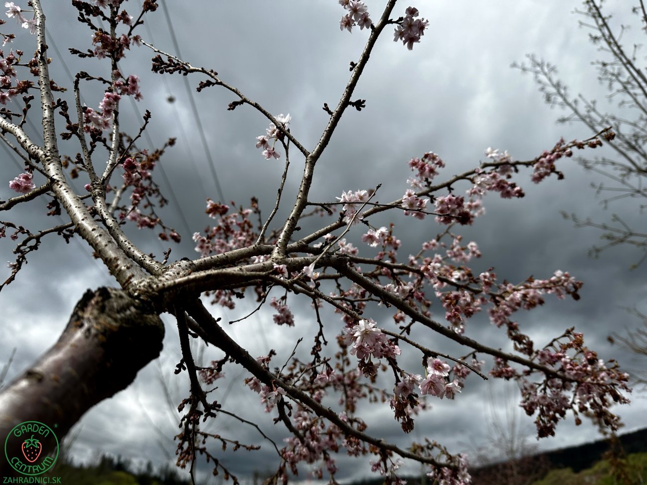 Višňa chĺpkatá (Prunus subhirtella) ´AUTUMNALIS ROSEA´