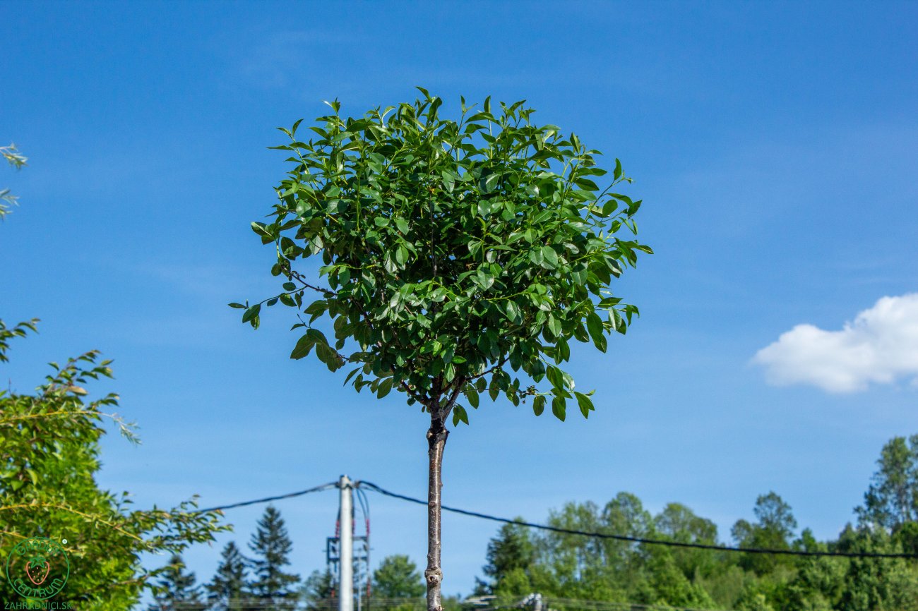 Okrasná višňa (Prunus Frutiosa) ´GLOBOSA´