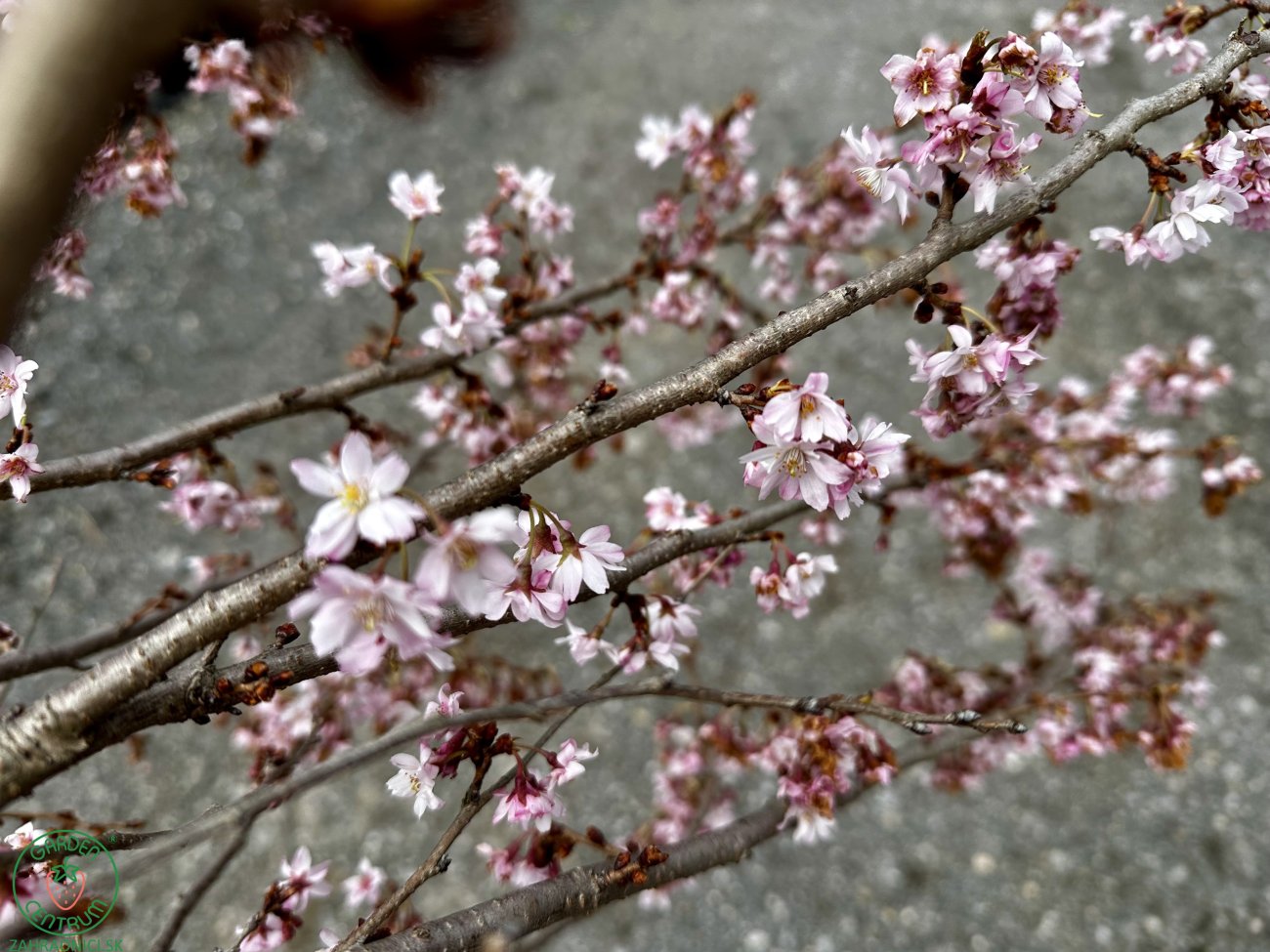 Višňa chĺpkatá (Prunus subhirtella) ´AUTUMNALIS ROSEA´