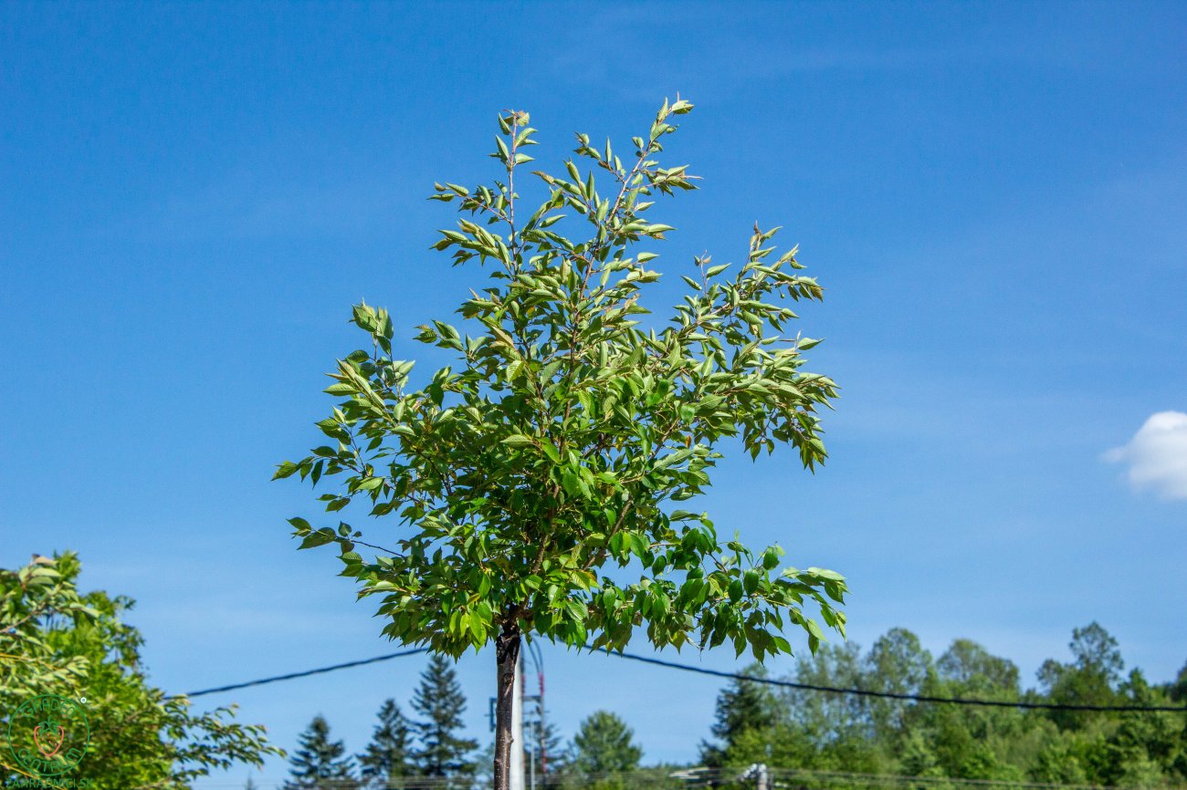 Višňa chĺpkatá (Prunus subhirtella) ´AUTUMNALIS ROSEA´