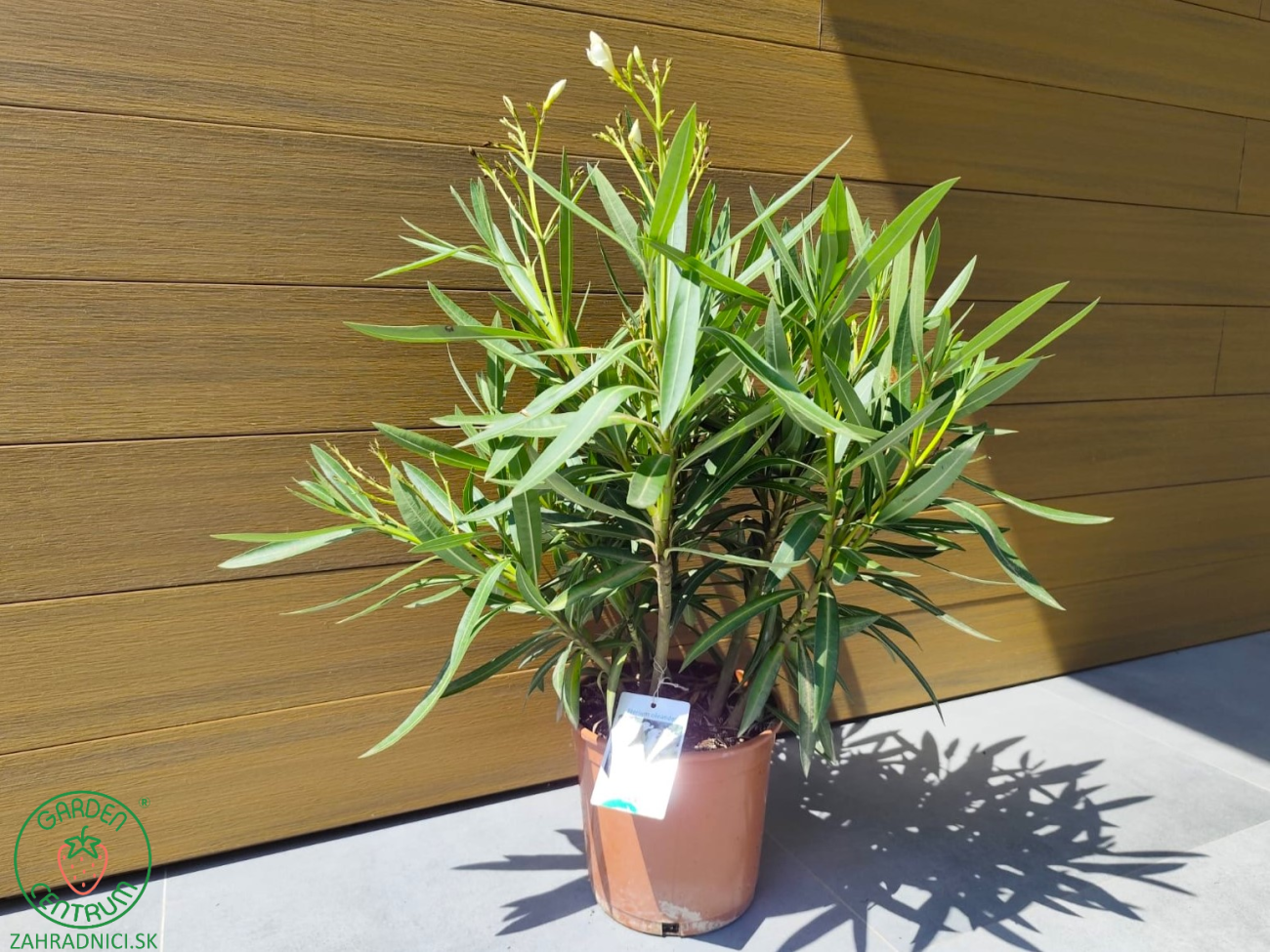 Oleander obyčajný biely | 50-80 cm| zahradnici.sk