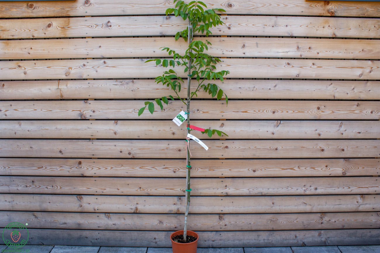Orech kráľovský ´FRANQUETTE´| 150-180 cm| zahradnici.sk