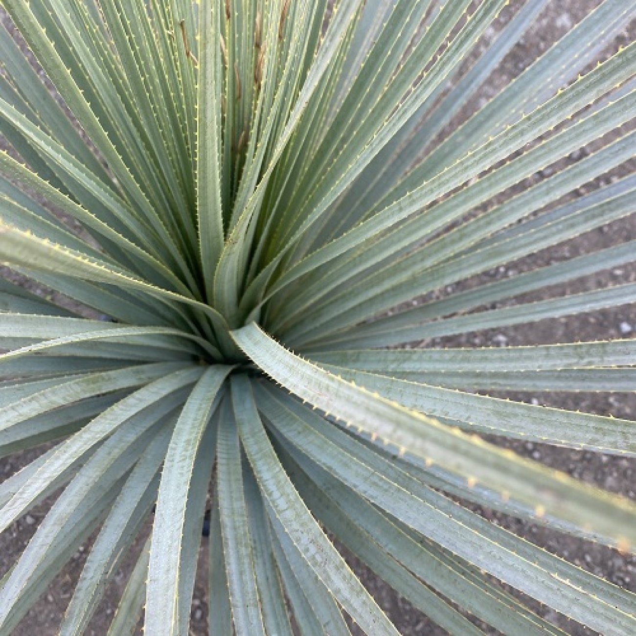 Dasylirion ´WHEELERI´ | 80-100 cm | zahradnici.sk