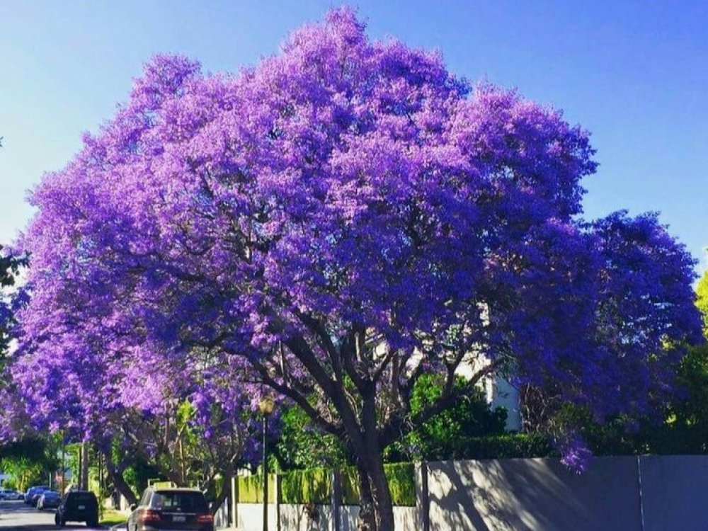 Paulovnia plstnatá | 50-80 cm | zahradnici.sk