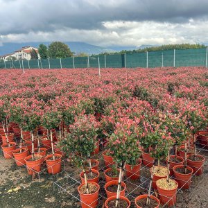 Červienka Fraserova ´RED ROBIN´ | 170-200 cm | zahradnici.sk