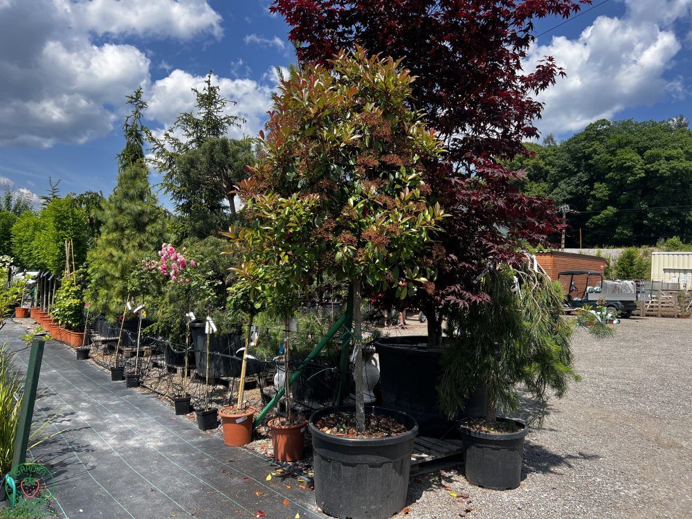 Červienka Fraserova ´RED ROBIN´ - zahradnici.sk