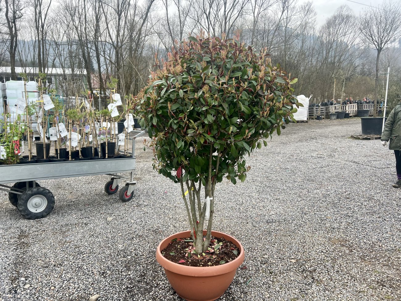 Červienka Fraserova ´RED ROBIN´ | 120-150 cm | zahradnici.sk