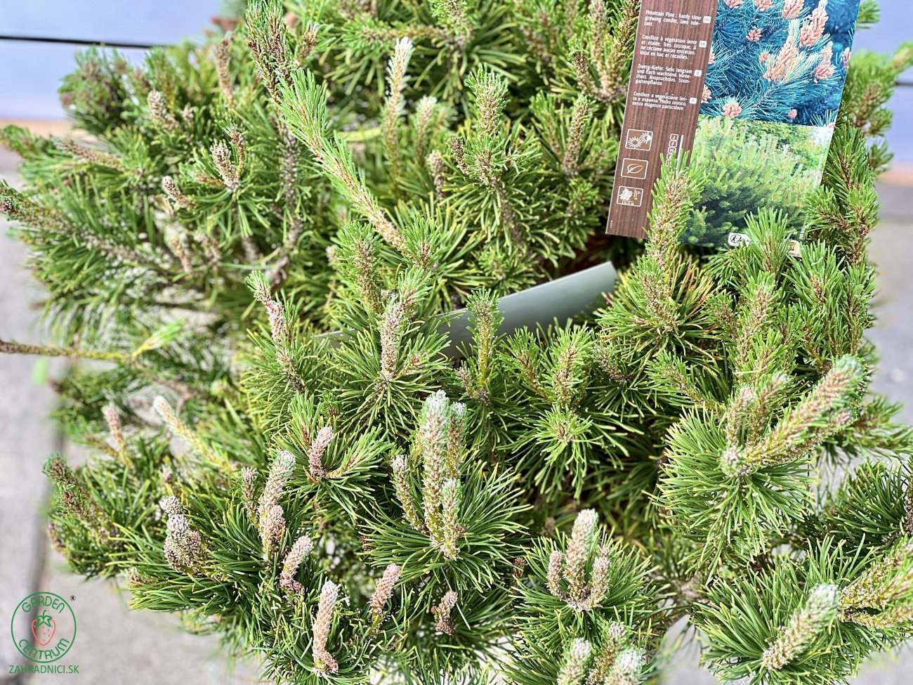 Borovica horská ´MUGHUS´ | 30-40 cm | zahradnici.sk