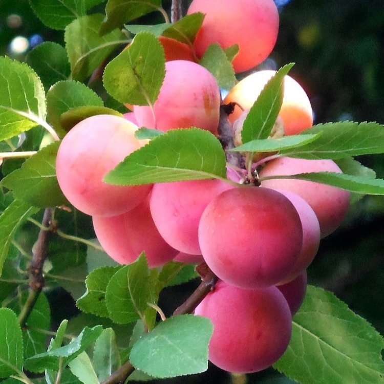 Mini stĺpovitá Slivka ´MIRABELLE RUBY ´® | 60-80 cm | zahradnici.sk