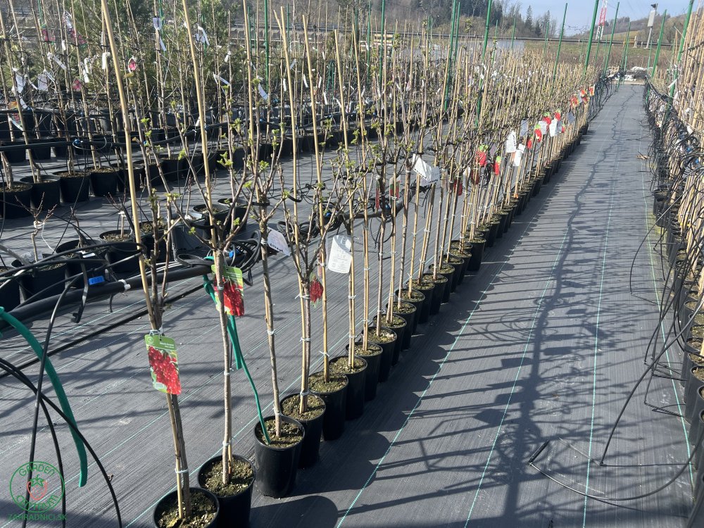 Ríbezľa červená ´JONKHEER VAN TETS´| 80-100 cm| zahradnici.sk