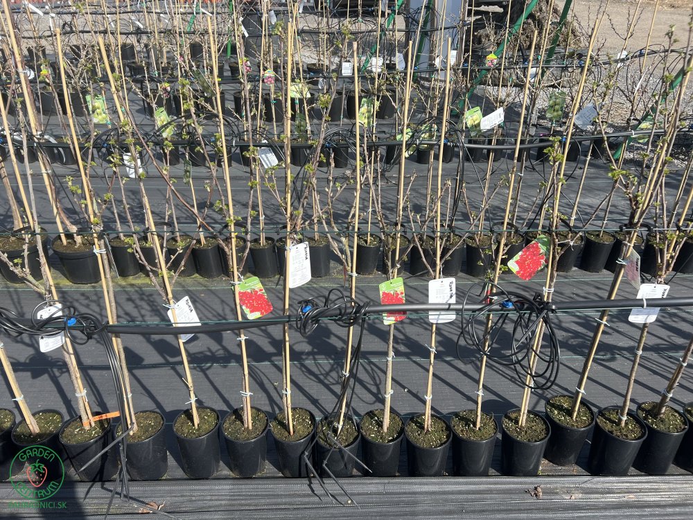 Ríbezľa červená ´JONKHEER VAN TETS´| 80-100 cm| zahradnici.sk