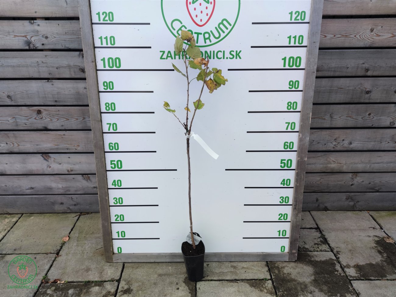 Ríbezľa červená ´ROVADA´ | 70-90 cm | zahradnici.sk