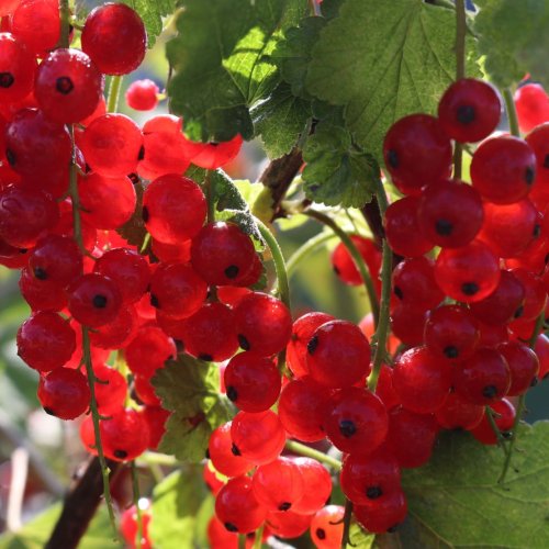 Ríbezľa červená ´ROVADA´| 70-90 cm| zahradnici.sk