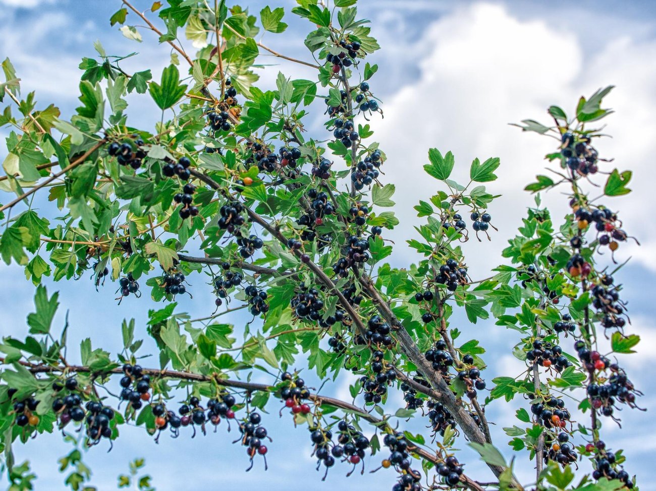 Ríbezľa čierna ´TIBEN´ | 70-100 cm | zahradnici.sk