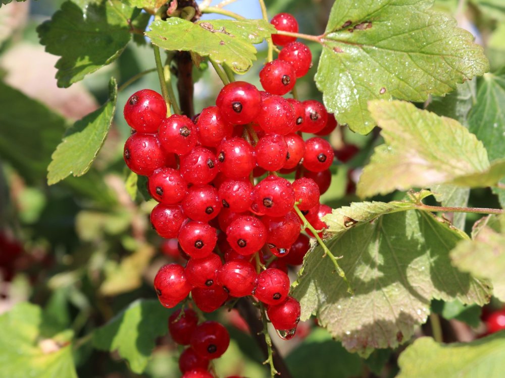 Ríbezľa červená ´ROVADA´| 200-400 cm| zahradnici.sk