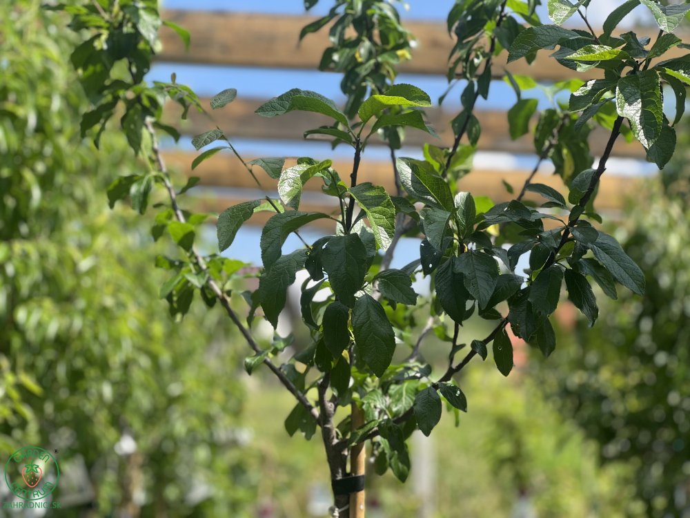 Ringlota ´OULINSKÁ´| 180-220 cm| zahradnici.sk