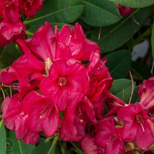 Rododendron hybridný - zahradnici.sk