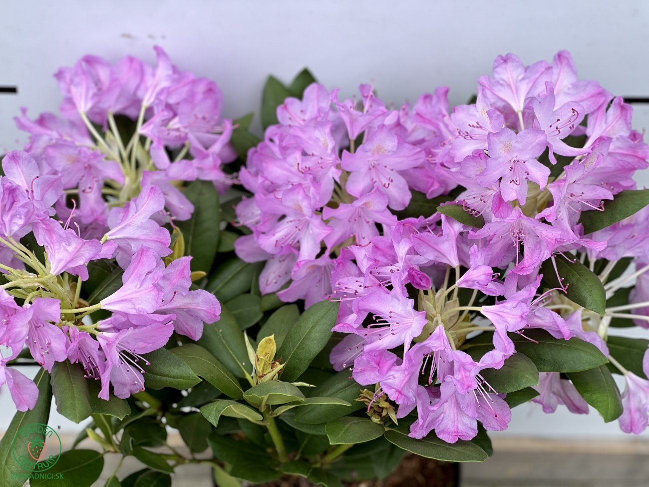 Rododendron hybridný ´ROSEUM ELEGANS´ | 30-50 cm | zahradnici.sk