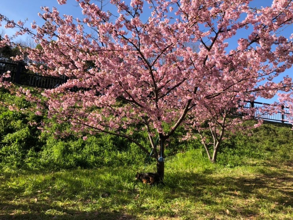 Višňa chĺpkatá (Prunus subhirtella) ´AUTUMNALIS ROSEA´