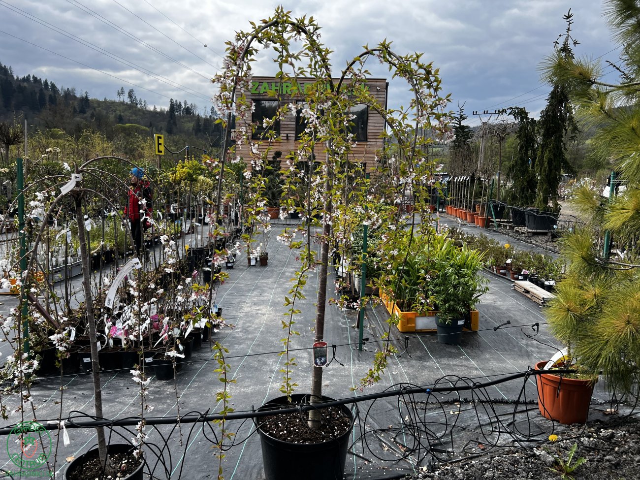 Sakura chĺpkatá (Prunus subhirtella) ´PENDULA RUBRA´ | 200-250 cm | zahradnici.sk