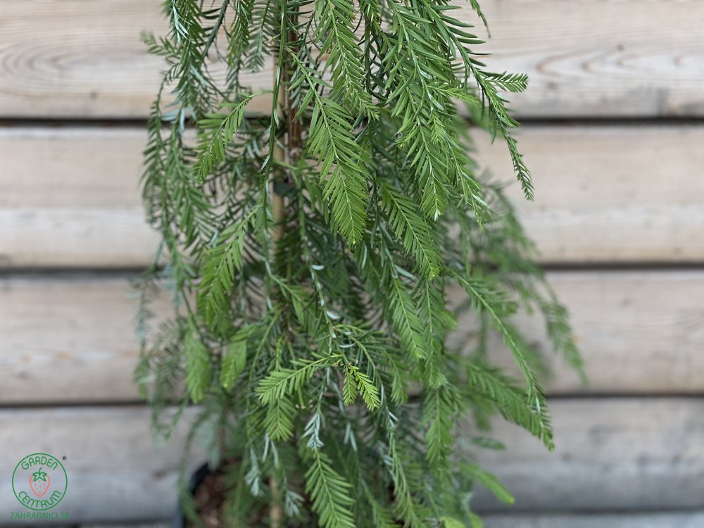 Sekvoja vždyzelená| 80-100 cm| zahradnici.sk