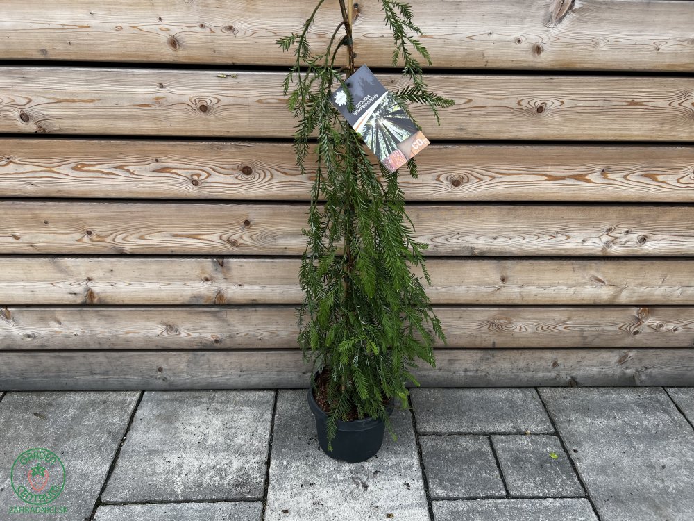 Sekvoja vždyzelená| 80-100 cm| zahradnici.sk