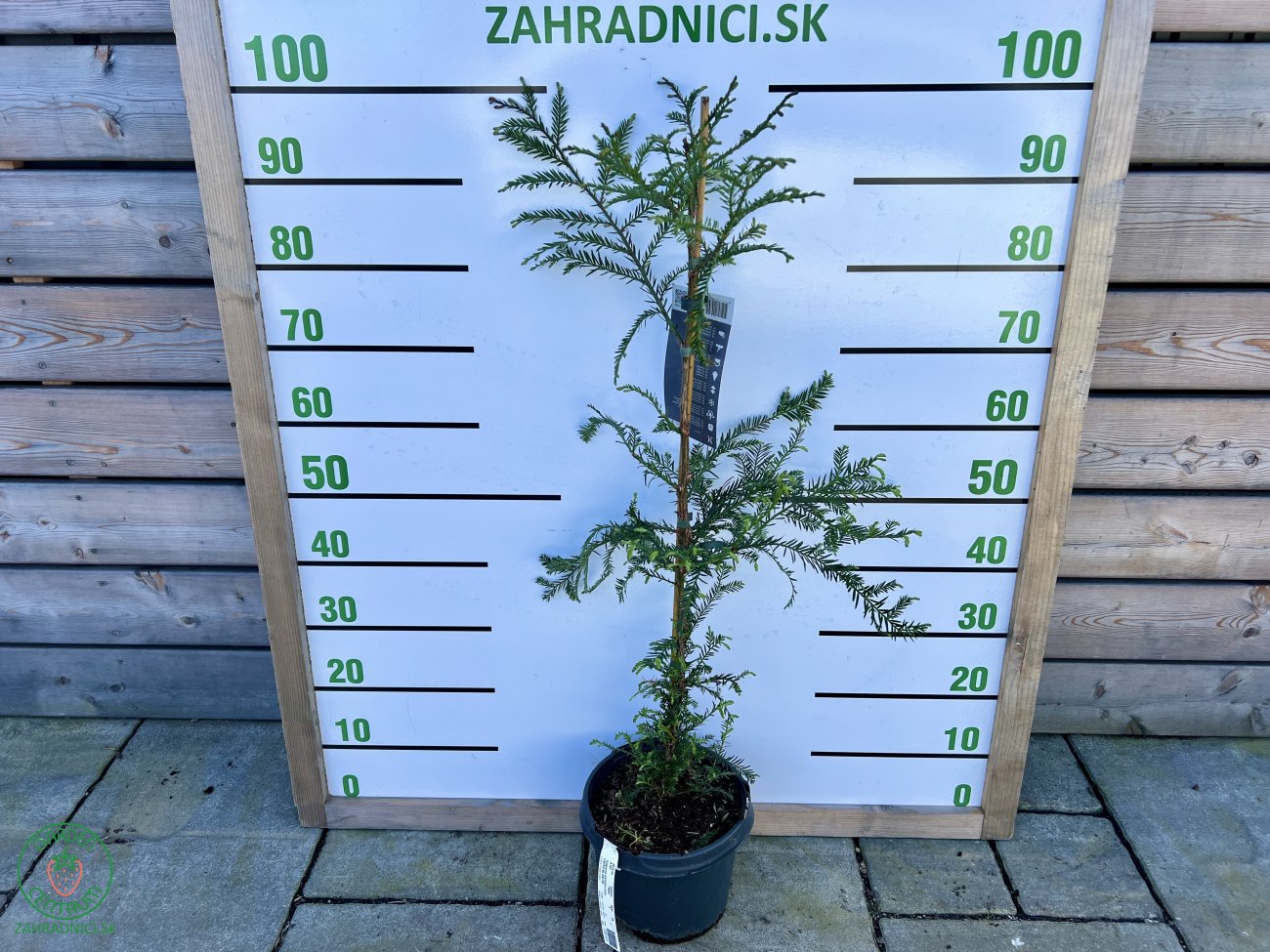 Sekvoja vždyzelená| 80-100 cm| zahradnici.sk