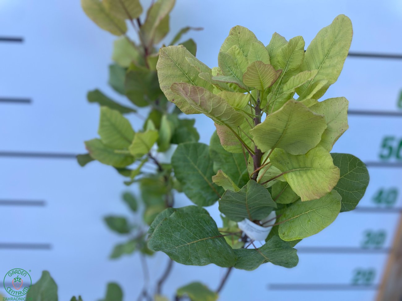 Škumpa vlasatá ´GOLDEN SPIRIT®´| 40-60 cm| zahradnici.sk