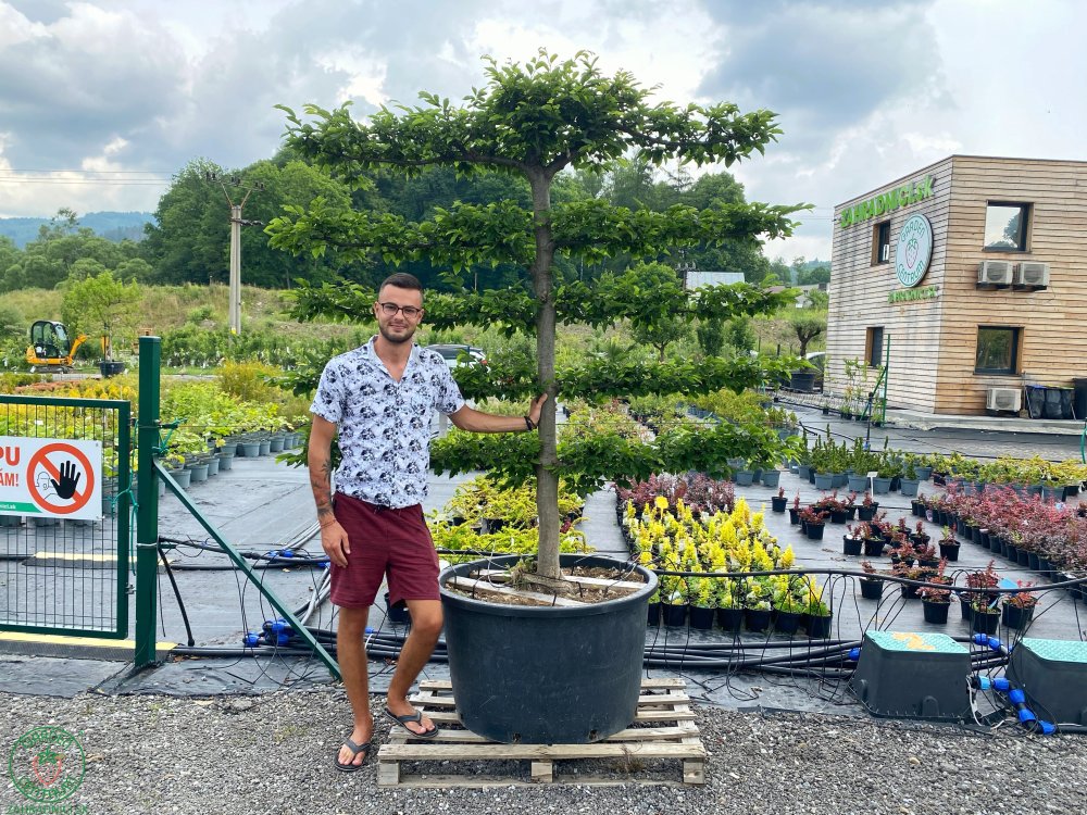 Hrab obyčajný| 200 cm| zahradnici.sk