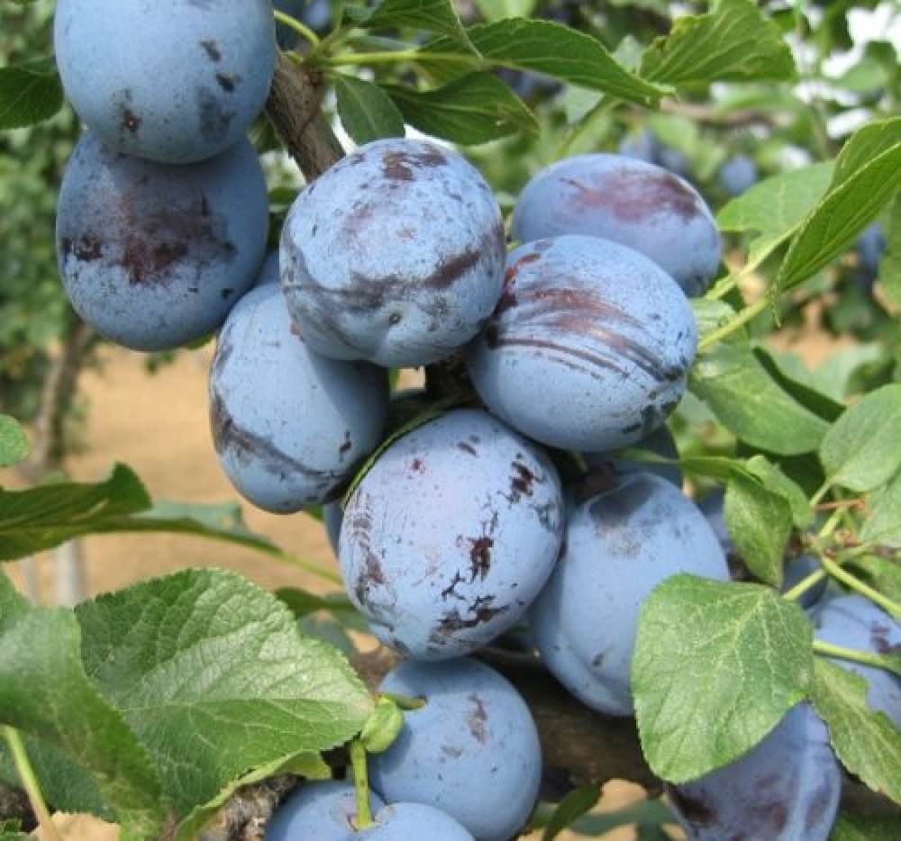 Slivka domáca ´ČAČANSKÁ LEPOTICA´ |150-180 cm| zahradnici.sk