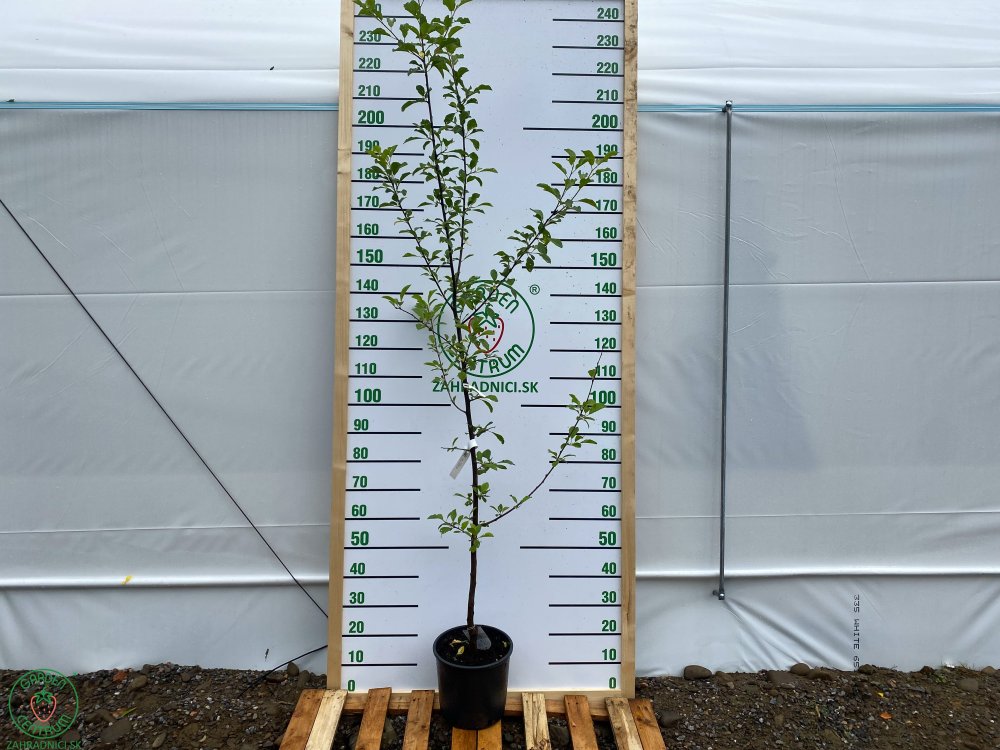 Slivka domáca ´ČAČANSKÁ LEPOTICA´ |150-180 cm| zahradnici.sk