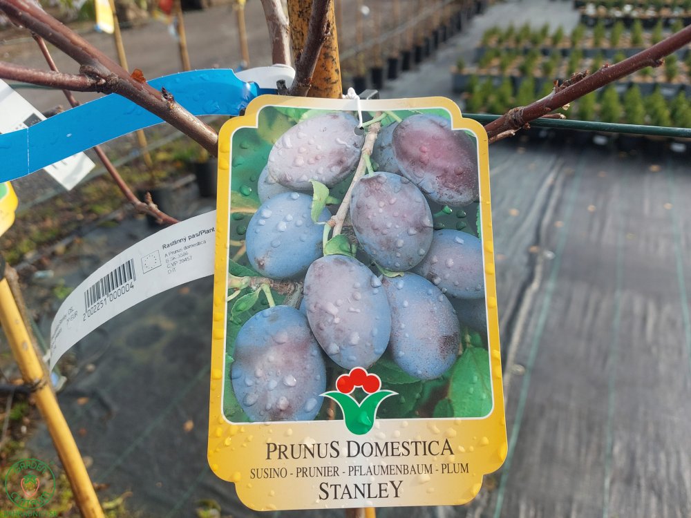 Slivka domáca ´STANLEY´ | 150-170 cm | zahradnici.sk