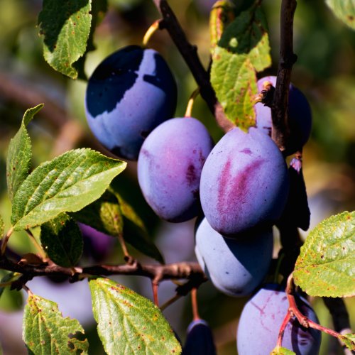 Slivka domáca ´STANLEY´ | 150-170 cm | zahradnici.sk