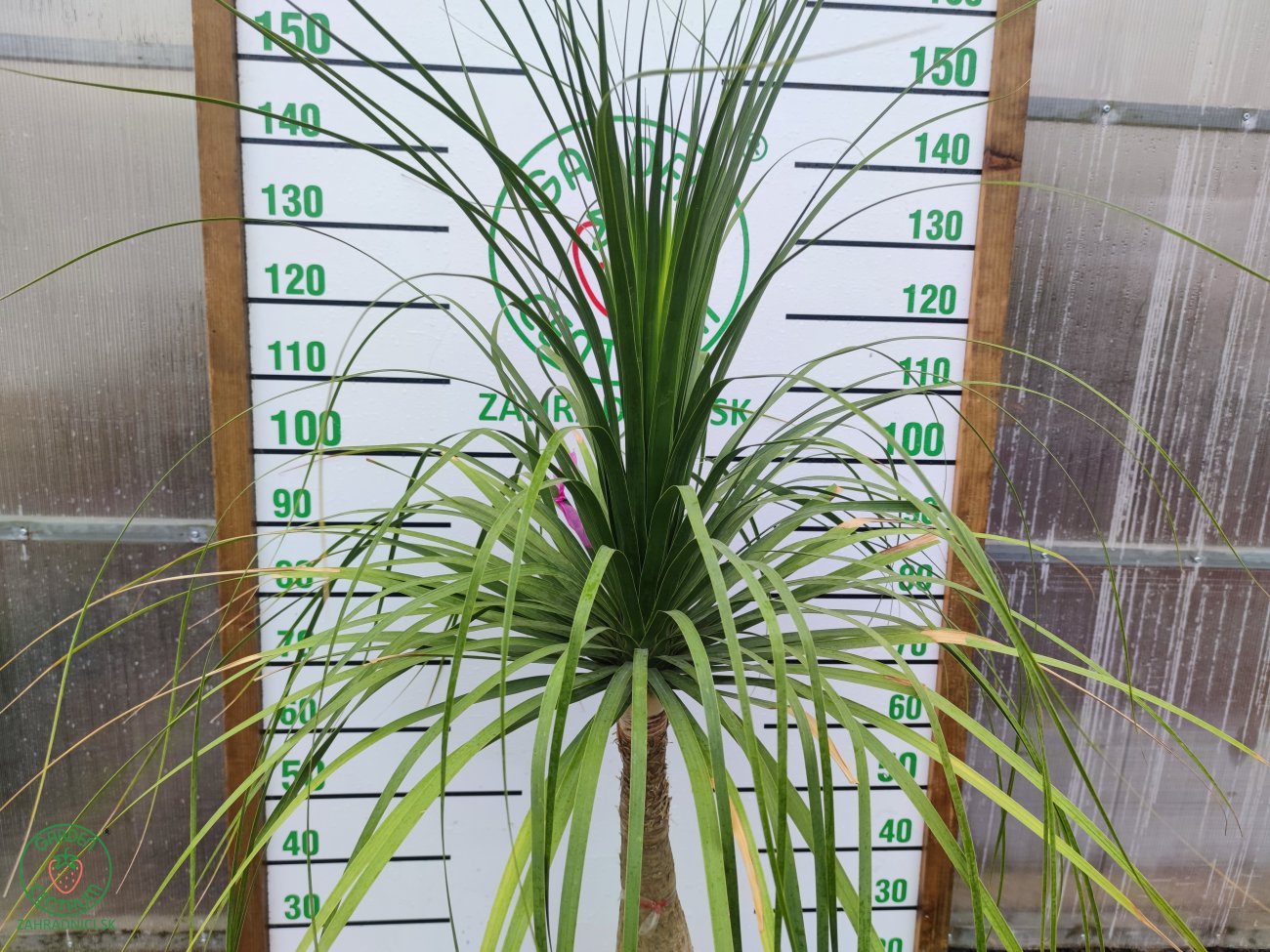 Slonia noha ´Nolina Recurvata´| 80-100 cm| zahradnici.sk