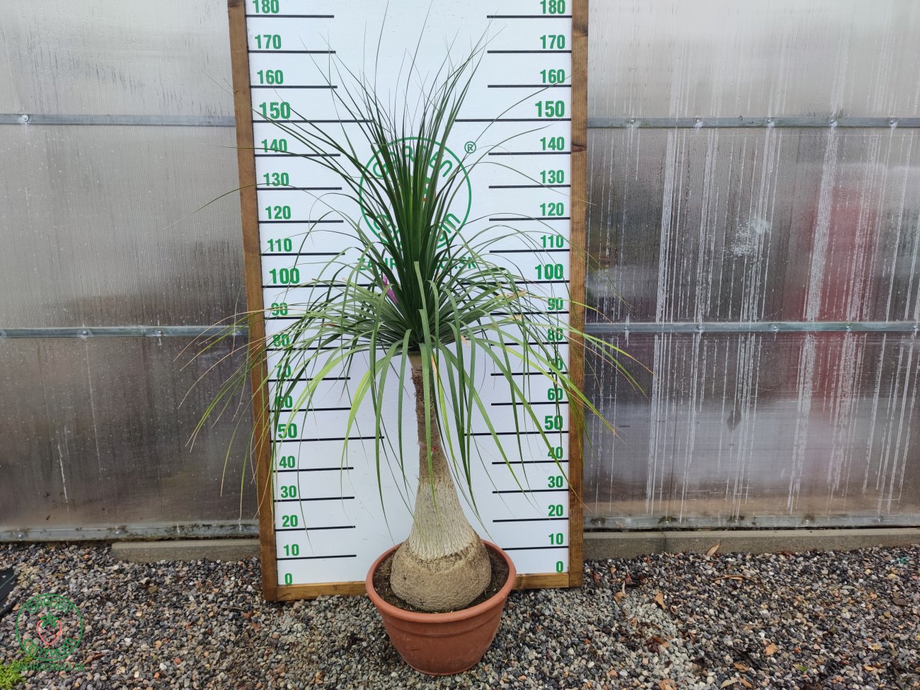 Slonia noha ´Nolina Recurvata´| 80-100 cm| zahradnici.sk