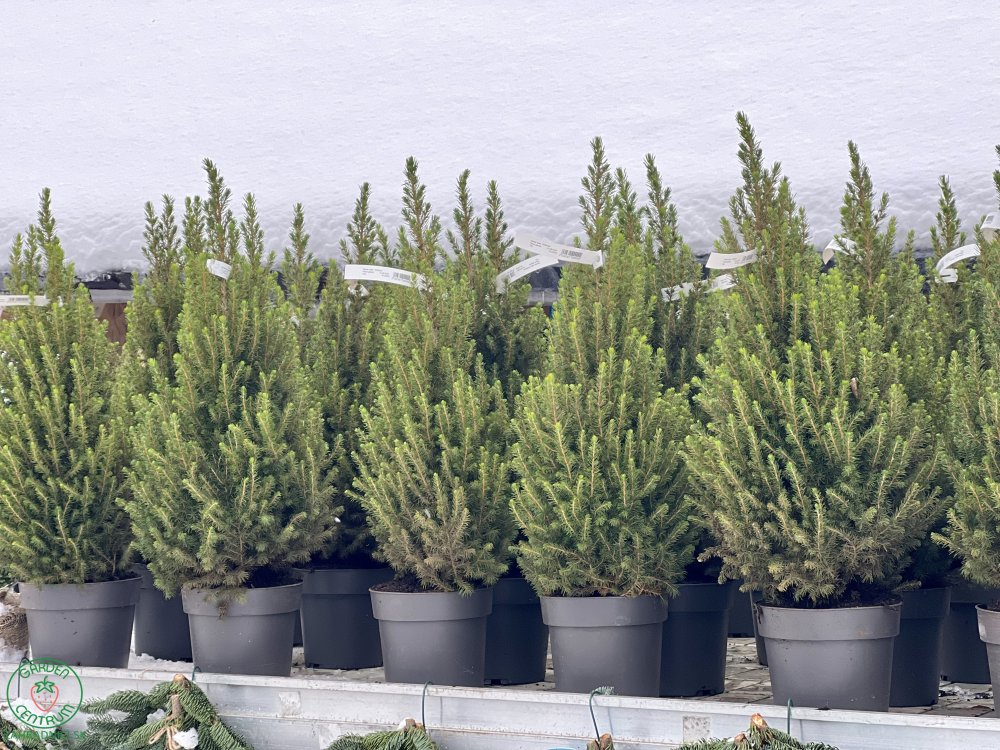 Smrek biely ´CONICA´| 70-80 cm| zahradnici.sk