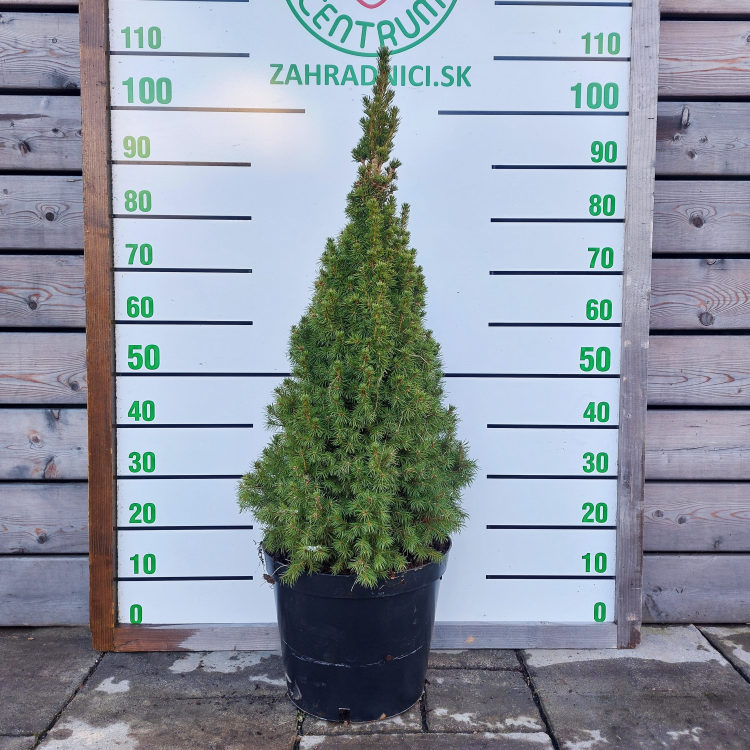 Smrek biely ´CONICA´ | 80-90 cm | zahradnici.sk