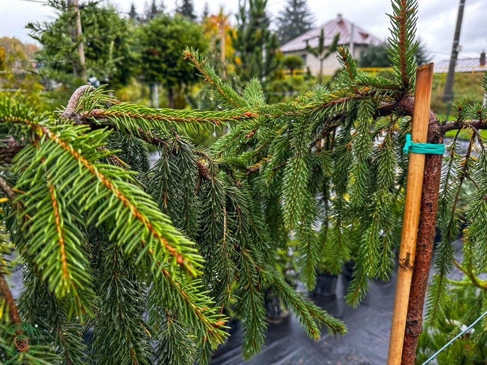 Smrek obyčajný ´INVERSA´| 100-150 cm| zahradnici.sk