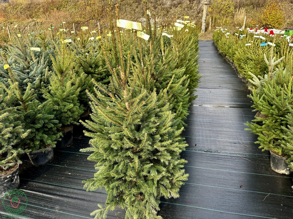 Smrek obyčajný (Picea abies) |120-140 cm| zahradnici.sk