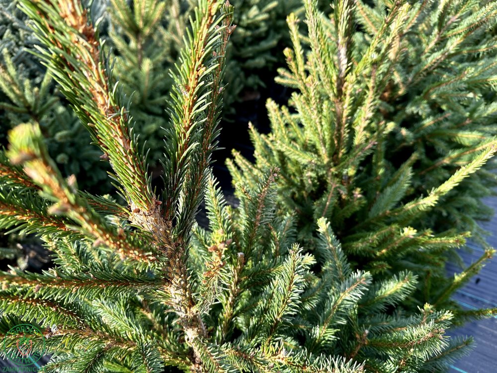 Smrek obyčajný (Picea abies) |120-140 cm| zahradnici.sk