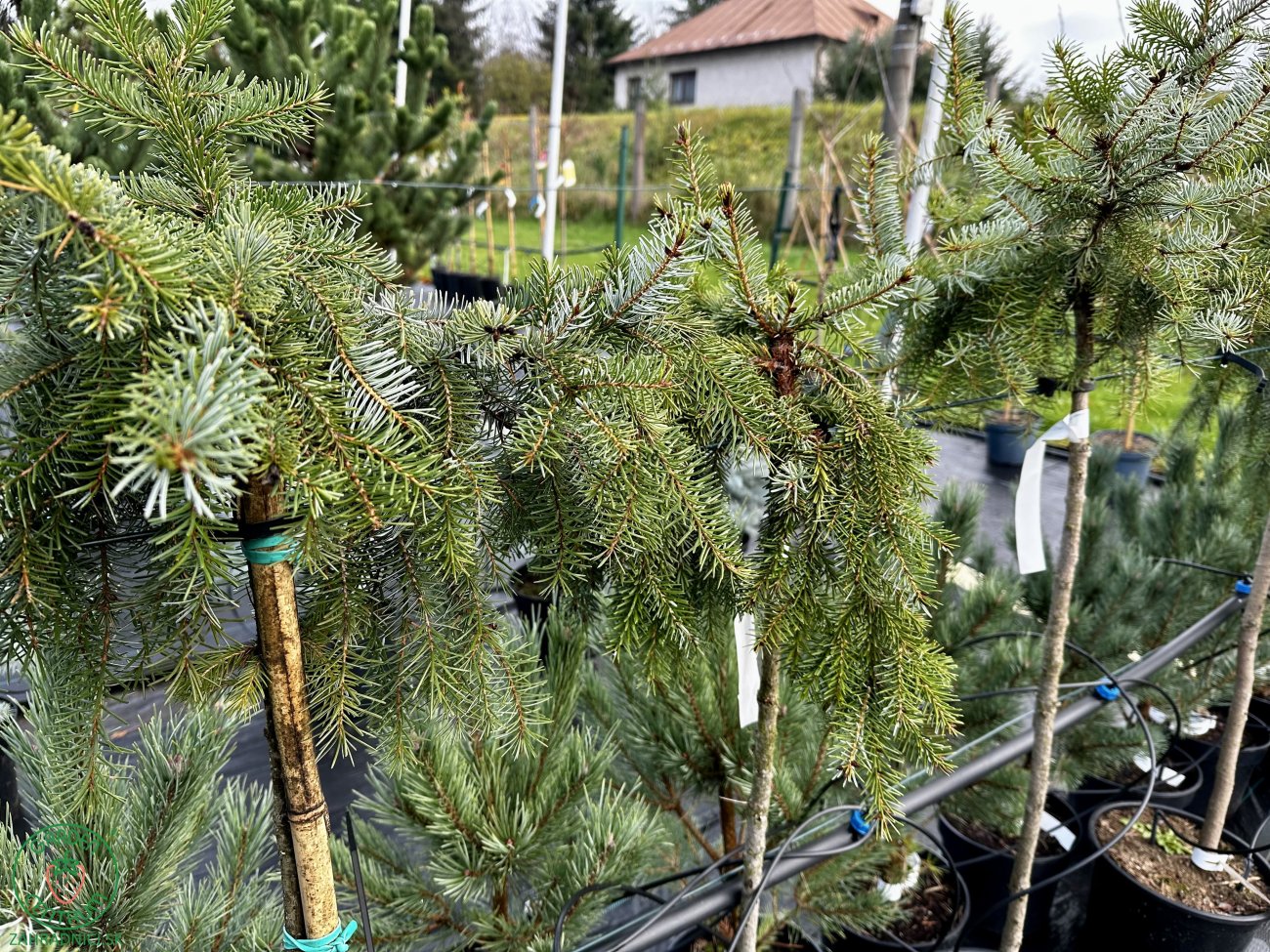 Smrek srbský (Picea omorika) ´PENDULA´ |100-130 cm| zahradnici.sk