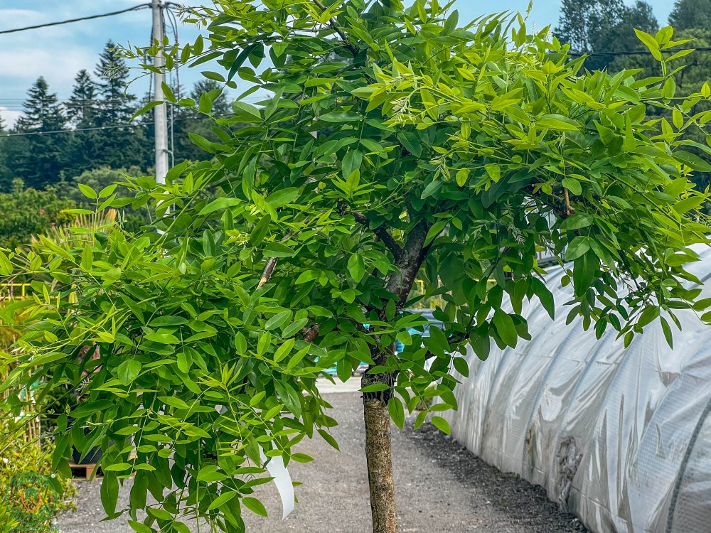 Sofora japonská ´PENDULA´ |130-150 cm|zahradnici.sk