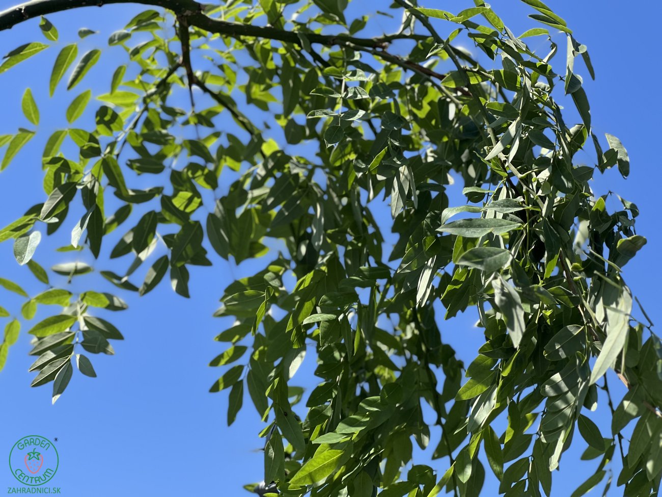 Sofora japonská ´PENDULA´| 200-220 cm| zahradnici.sk