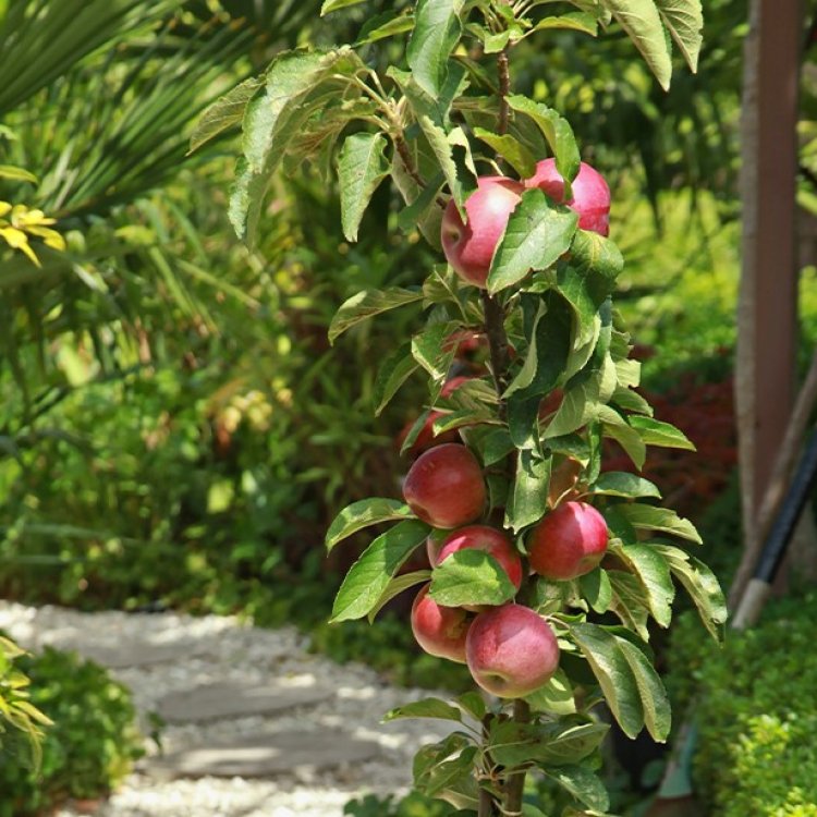 Stĺpovitá jabloň ´POLKA´® | 60-80 cm | zahradnici.sk