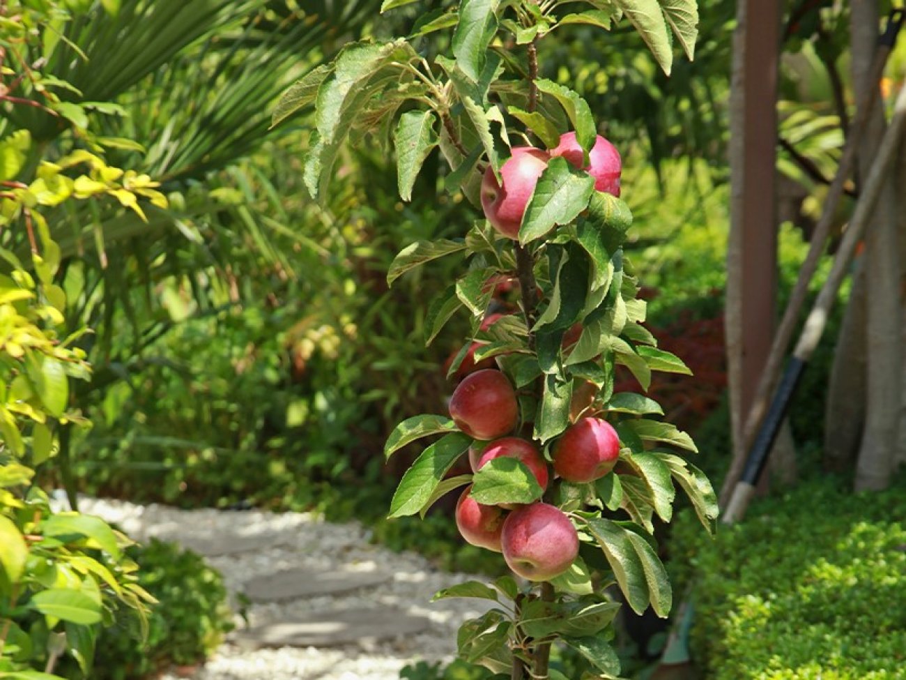 Stĺpovitá jabloň ´POLKA´® | 60-80 cm | zahradnici.sk