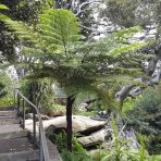 Stromová papraď | 70-90 cm | zahradnici.sk