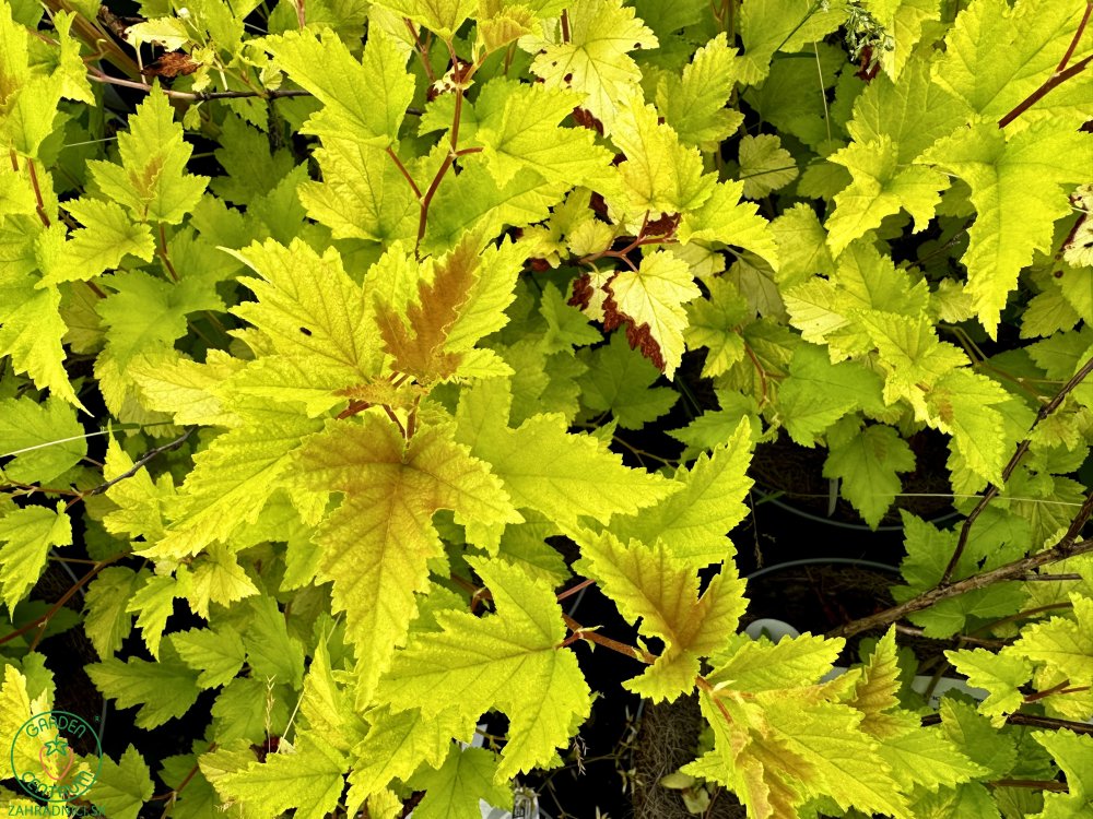 Tavoľa kalinolistá ´DART´S GOLD´ | 60-80 cm | zahradnici.sk