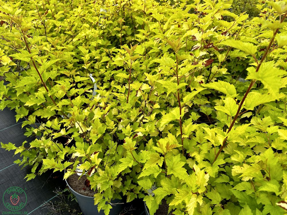 Tavoľa kalinolistá ´DART´S GOLD´ | 60-80 cm | zahradnici.sk