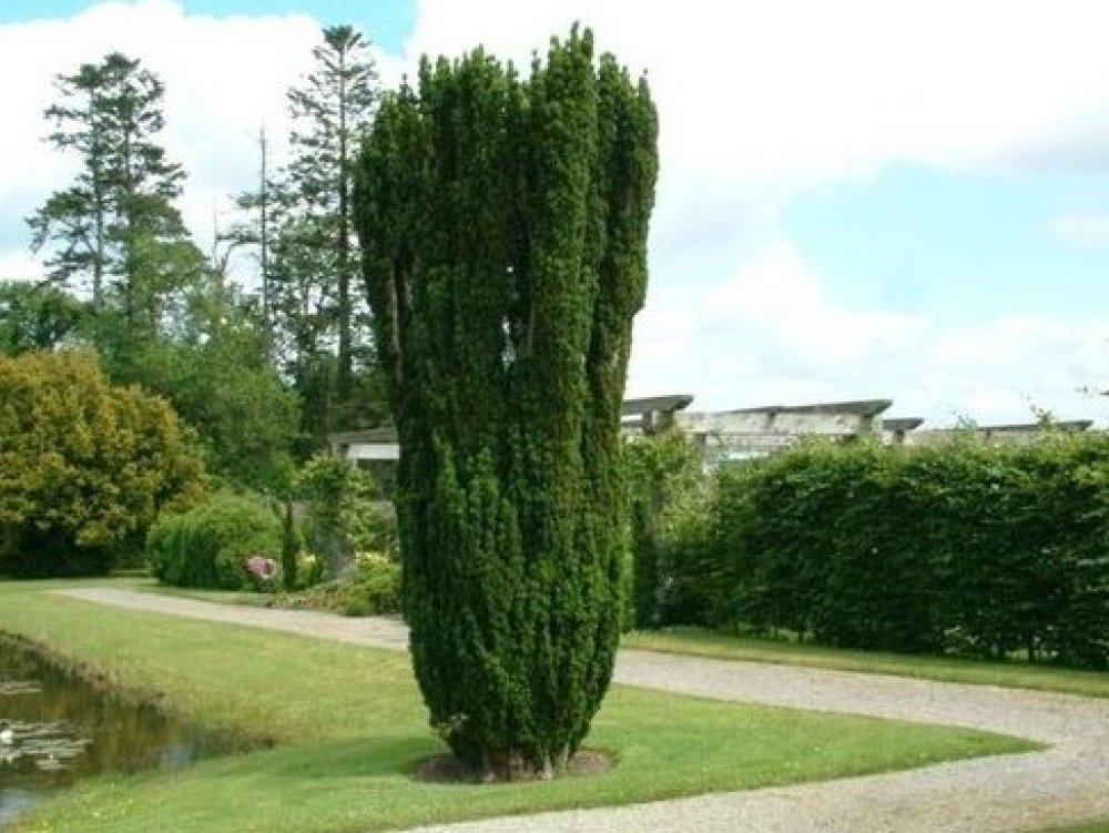 Tis obyčajný ´FASTIGIATA ROBUSTA´ | 20-30 cm | zahradnici.sk