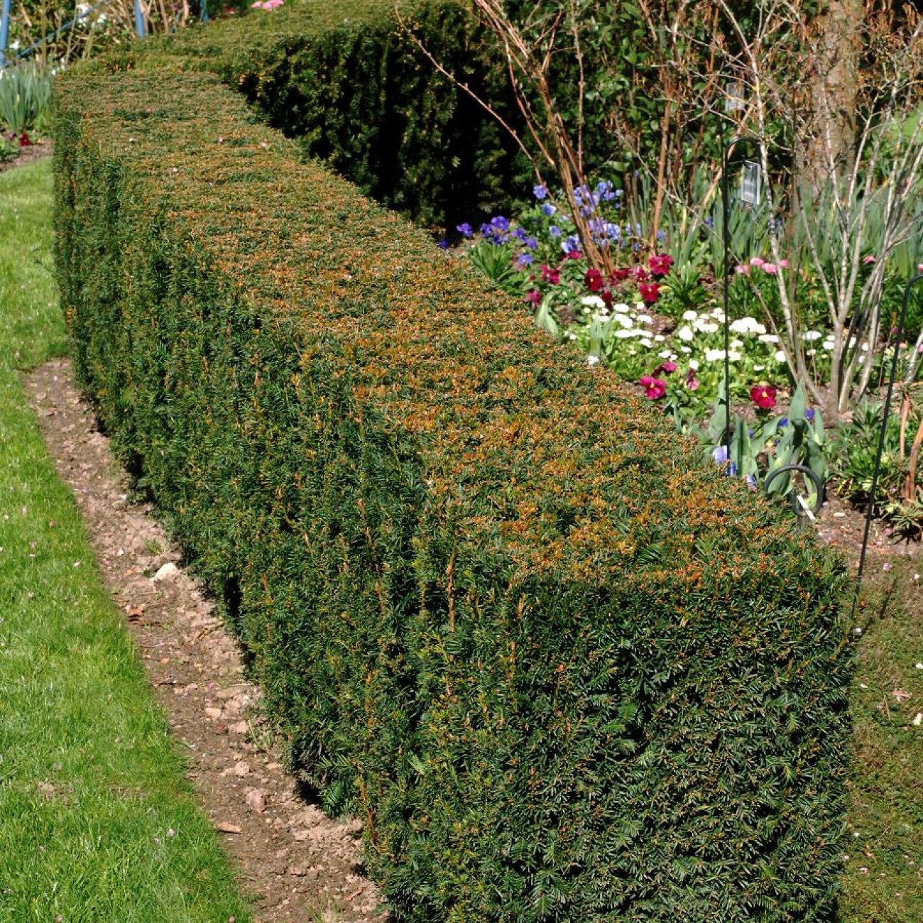 Tis prostredný ´STRAIGHT HEDGE´ |20-40 cm| zahradnici.sk